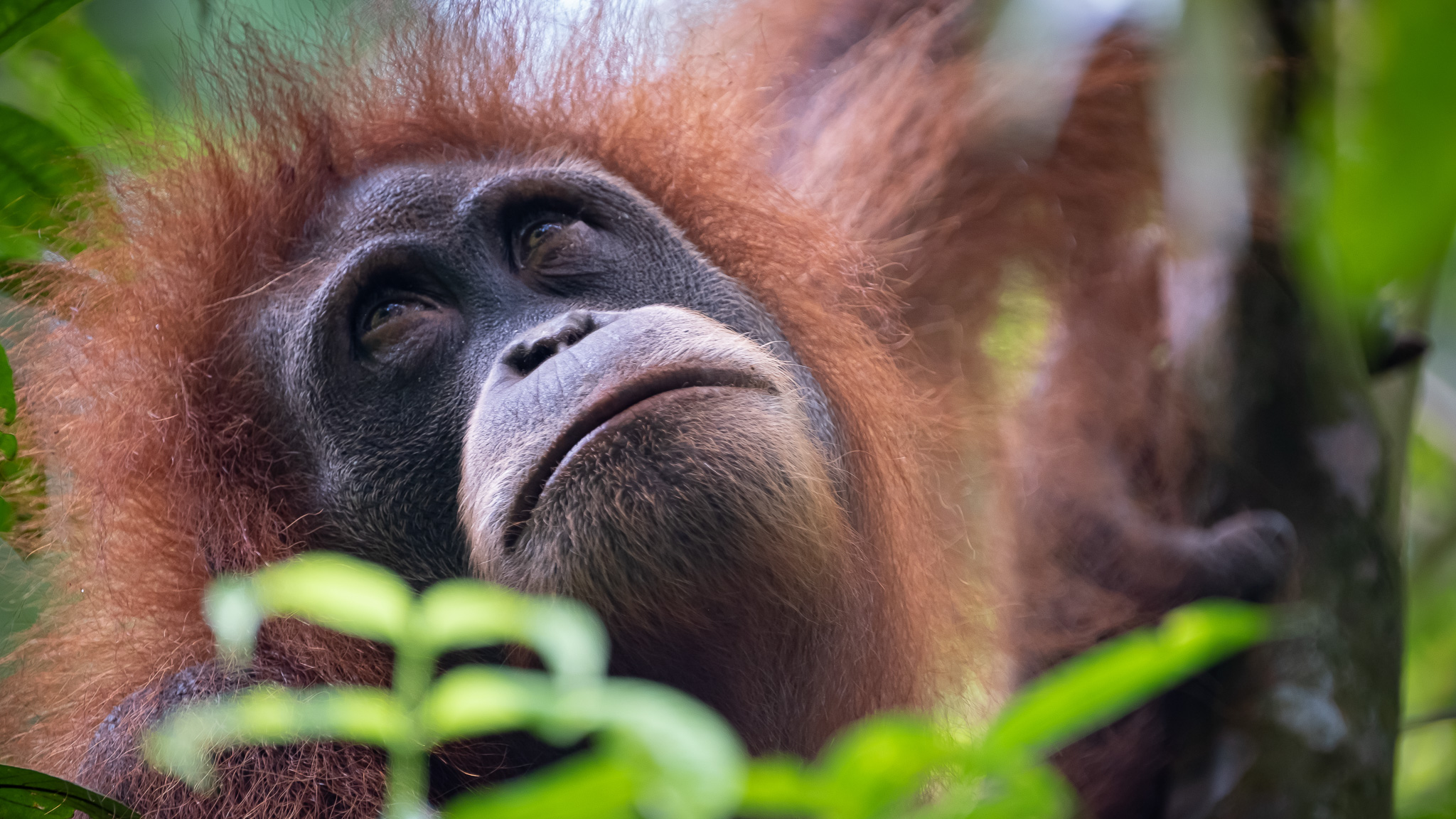 Junia Sumatra Treks | Junia Guesthouse